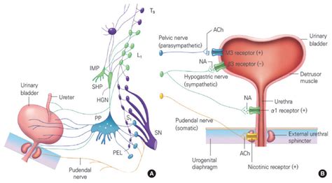 Sophisticated Regulation Of Micturition Review Of Basic Neurourology Pmc