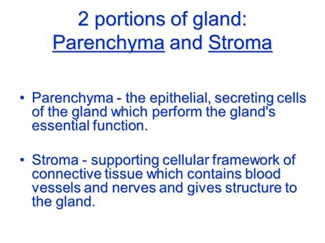 What Does Stroma Surround The Hidden Framework Of Tissues Food Stamps