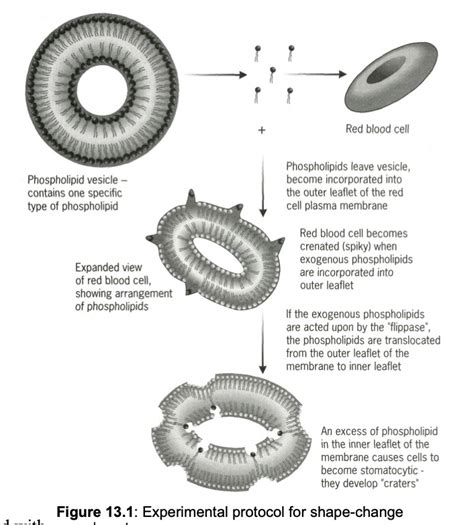 Please Answer Questions 1 6 Case 13 A “flippase”