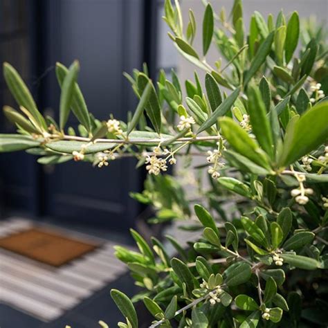 Little Ollie Dwarf Olive Tree Perennials