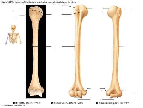 Lab 2 Humerus Bone Markings Diagram Quizlet
