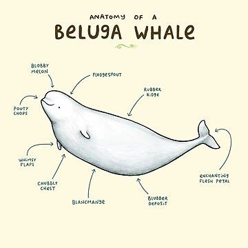 Anatomy Of Beluga Whale Photographic Print For Sale By Sophie