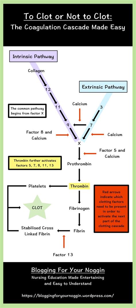 Intrinsic And Extrinsic Pathway