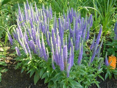 Вероника колосковая "Blue Tone" купить по цене 450 рублей от питомника ...