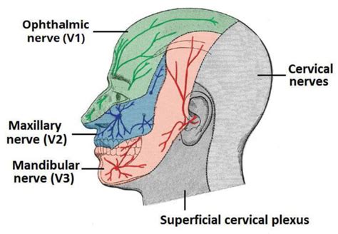 Biomedicines Special Issue State Of The Art Research In Trigeminal Nerve Stimulation