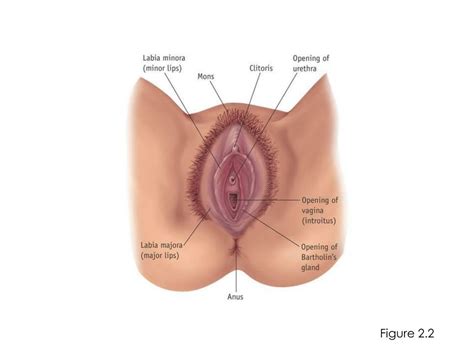 Ppt External Female Sex Organs And Reproductive Structures Powerpoint Presentation Id 5518261