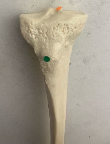 Tibia And FIbula Flashcards Quizlet