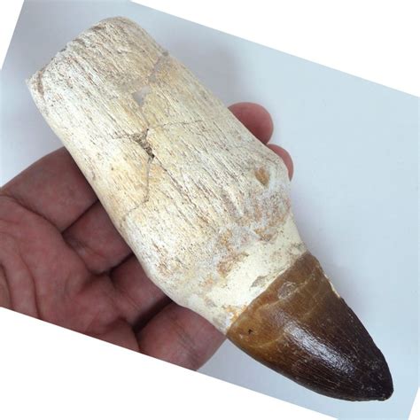 Mosasaur Tooth On Matrix Fossil Tooth Prognatodon Curii 145 Mm