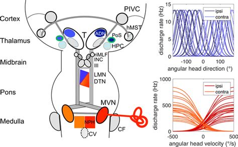 Schematic Anatomic Pathways Left And Activation Functions Of Neurons