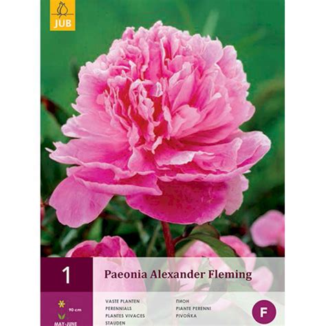 Pæon 'Alexander Fleming' (nr. 192) - Staudeknolde - Plantetorvet.dk