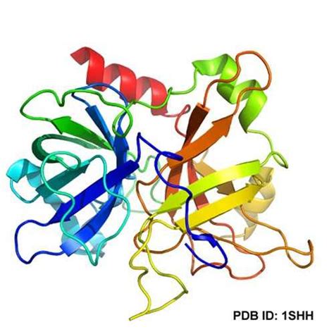 Recombinant Human Wild Type Alpha Thrombin Kerafast