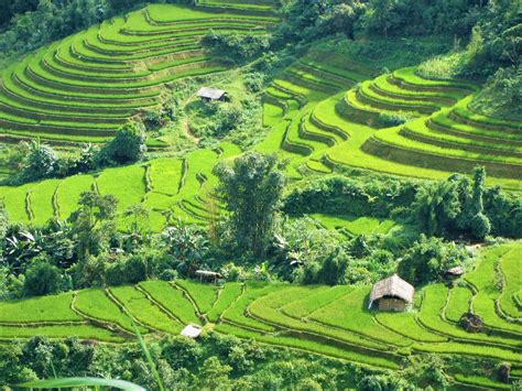 Vietnamese Rice Paddies