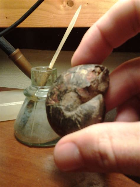 Coolest Snail Shell Ever Fossil ID The Fossil Forum