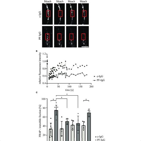 Schematic Representation Of The Desmosomal Plaque In The Intracellular Download Scientific