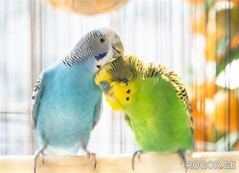 როგორ ავარჩიოთ თუთიყუში Rogor Ge