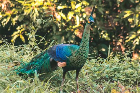 Peacocks Looking For Food In The Meadows Peacocks Are Large Pheasant