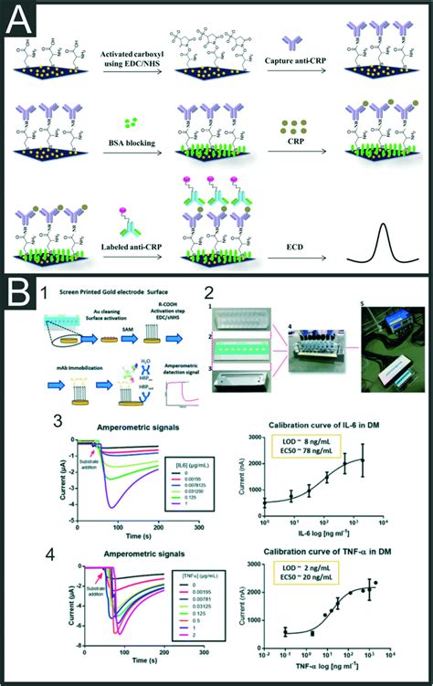 a schematic illustration of the preparation of a crp biosensor using
