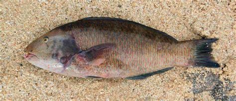 Emerald Wrasse Mexican