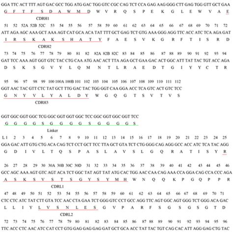 Nucleic Acid And Deduced Amino Acid Sequences Of S12b8 Scfv Antibody