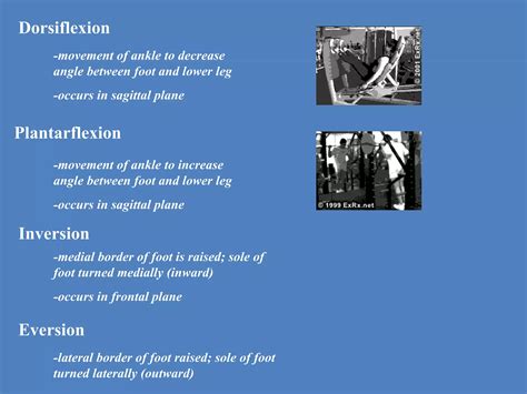 Anatomical Position And Basic Movements Ppt