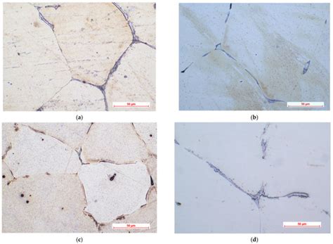Effect Of Fluoride Coatings On The Corrosion Behavior Of Mgzncamn