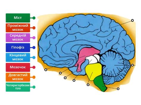 Будова головного мозку Діаграма з мітками