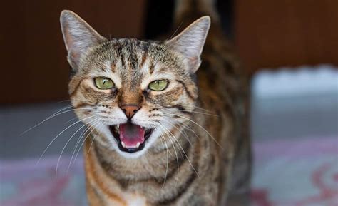 Cat Mouth Sore Causes Signs And Treatments Vet Answer Catster