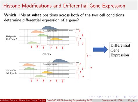 DeepDiff Deep Learning For Predicting Differential Gene Expression From Histone Modifications