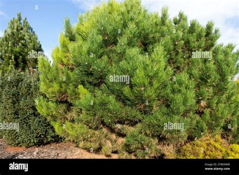 Austrian Pine European Black Pine Tree Garden Conifer Pinus Nigra