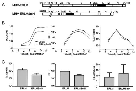 expression of rl from a virus with a rearranged genome a genomic