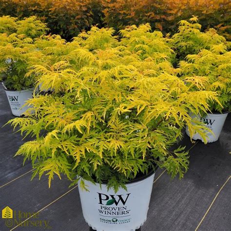 Sambucus Racemosa Lemony Lace® Red Elderberry From Home Nursery