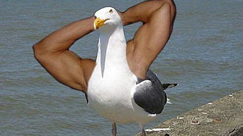 One Leg Bird Meme