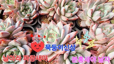 묵둥이신상들가성비짱다육 화분채배송 010 7635 3562택배문자주문 콩나물다육 Youtube