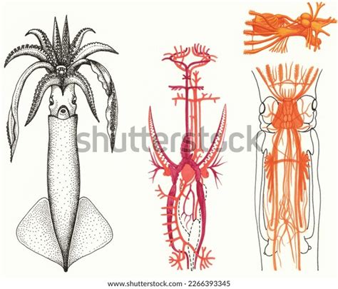 Circulatory System Mollusc Over 2 Royalty Free Licensable Stock Illustrations And Drawings