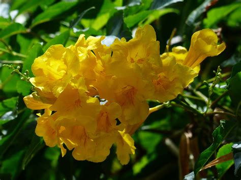 Fotos Gratis árbol Arbusto Hojas Perennes Botánica Amarillo
