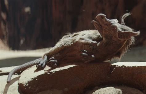 Species Of The Week Womp Rat Bloggathehutt