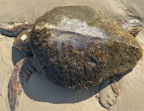 Rare Find Loggerhead Turtle Body Washes Up On N Oregon Coast Covered In Marine Life