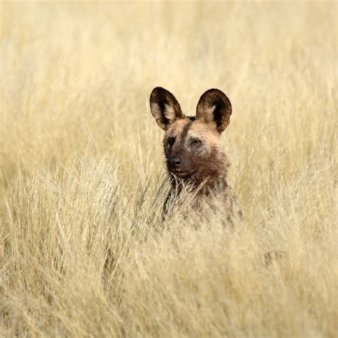 Save Africas Wild Dogs From Extinction By Debbie Thiart Indiegogo