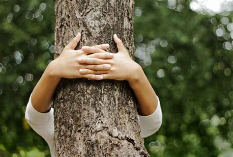 Tree Root Impact On Crawl Spaces Crawl Pros