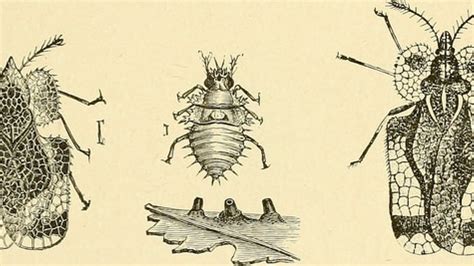 A New Fossil Lace Bug With Unusual Antennae Joins The “big” Club Everyone