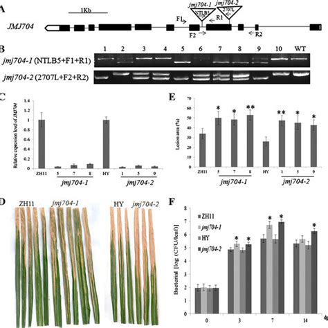 The Nurd Complexes Schematic Representation Of The Nurd Complex A