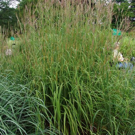 Andropogon Gerardii Big Bluestem From North Creek Nurseries