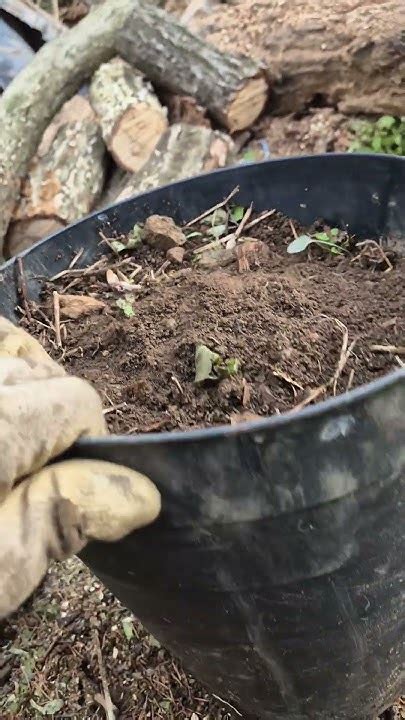 내년봄에 바로 열매가 맺히게 포도나무 휘묻이 1년 Youtube