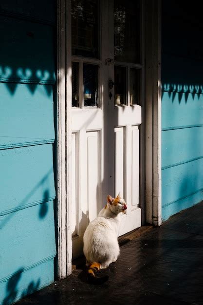 Premium Photo Cat Sitting On Entrance Of Building