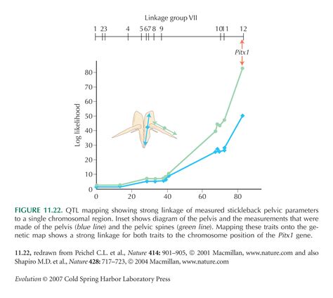 Evolution Figures Chapter 11