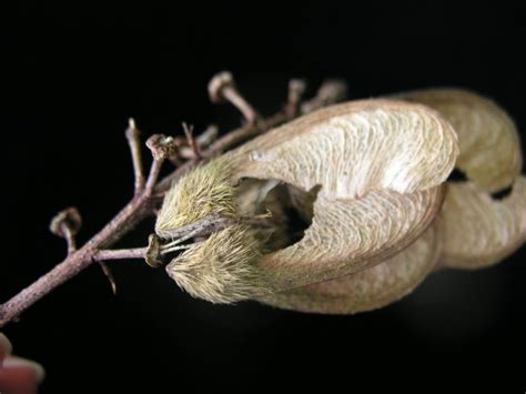 Acer Macrophyllum Sevenoaks Native Nursery