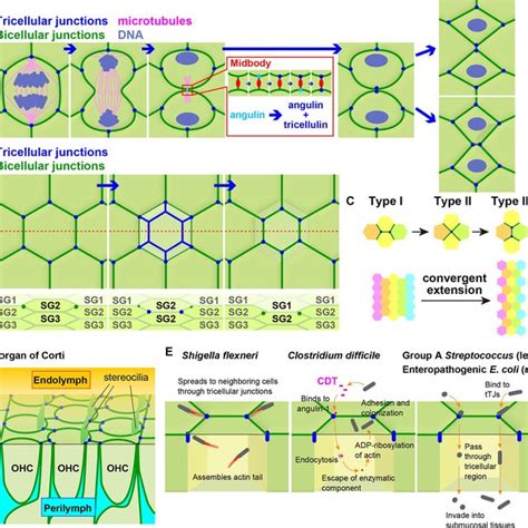 Tricellular Tight Junctions And Tricellular Septate Junctions A