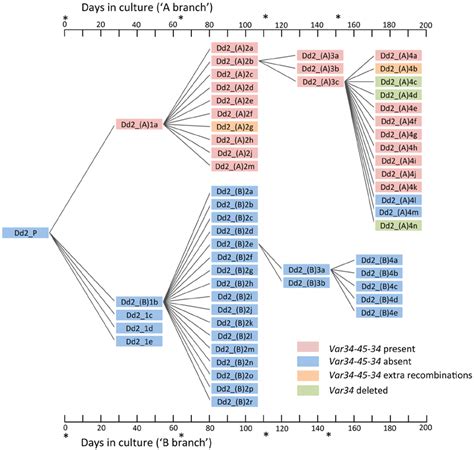 The Dd2 Clone Tree See S1 Fig For 3d7 Hb3 W2 Clone Trees Cloning Download Scientific