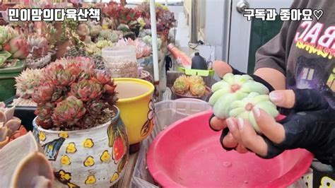 묵둥이 한몸군생 황홀한연꽃 뽑았더니 목대에 무름이와서 몽땅 적심했네요 Youtube