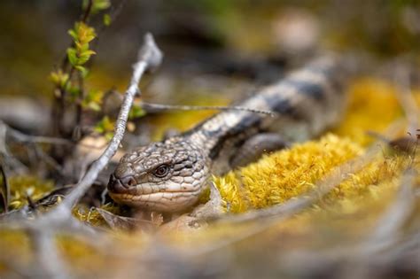Premium Photo Australian Blue Tongue Lizard In Tasmania Australia